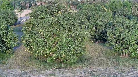 Mango Fruits Object Detection Dataset By College