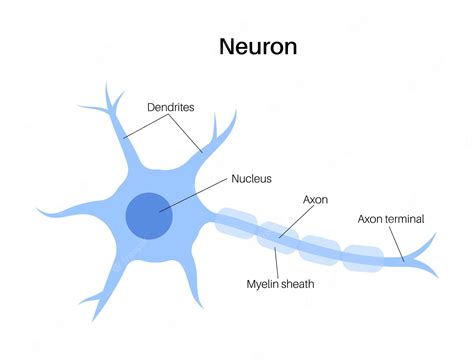 Premium Vector Neuron Anatomy Poster Premium Vector Neuron Anatomy Poster