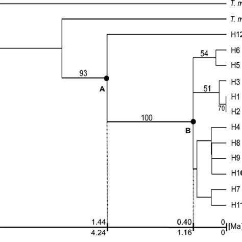 Clock Constrained Maximum Likelihood Ml Tree For Twelve Cpdna