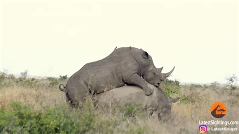 Rhinos Mating In Front Of Surprised Tourists