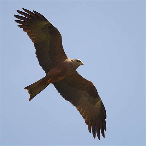 Identifier Les Rapaces En Vol