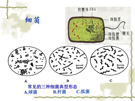 第三节真核细胞与原核细胞