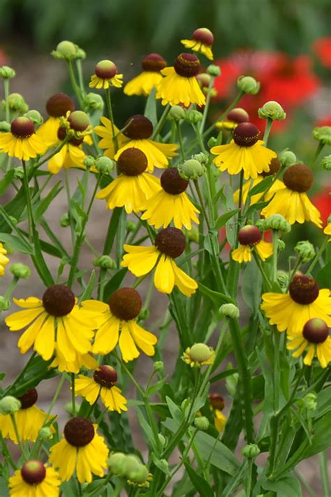 Buy Tiny Dancer Helens Flower Helenium Flexuosum Free Shipping