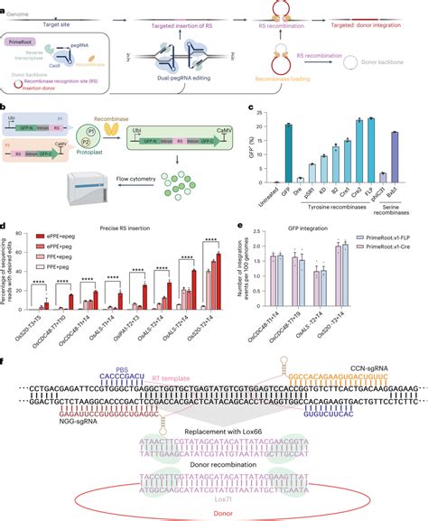 Primeroot Combines Plant Optimized Recombinases And Enhanced Plant Pe Download Scientific