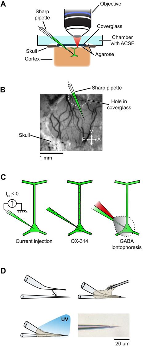 Setup And Experimental Strategies Used To Prevent Spikes During Download Scientific Diagram