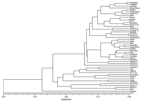 Clustering Of 50 Rice Genotypes Based On Rapd Markers Download Scientific Diagram