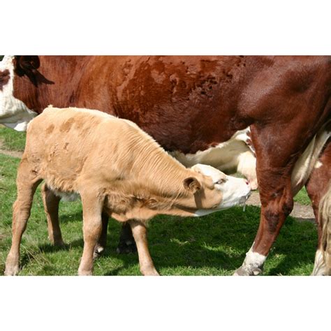 Cara Mempercepat Pertumbuhan Sapi Pedet Agar Tumbuh Ideal Metion