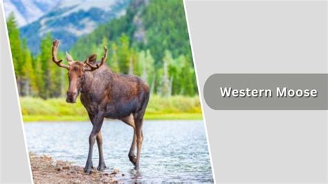 8 Types Of Moose Species Identification And Natural Range