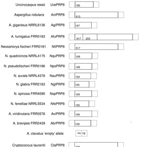 Full Length And Mini Inteins Encoded Within Fungal Prp8 Genes Drawn To