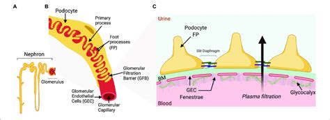 Glomerulus Diagram