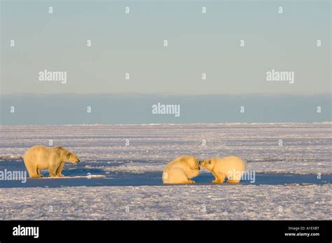 Polar Bears Ursus Maritimus Sow With Cubs On The Pack Ice 1002 Coastal
