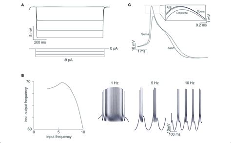 Emerging Properties Of Multi Compartmental Models A A Series Of Download Scientific