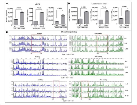 Regulation Of Tcpp Toxt And Tcpa By Hapr A Qpcr Relative Mrna Download Scientific