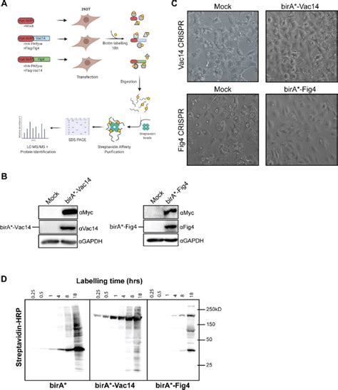 Proximity Biotin Labeling Approach To Investigate The Vac14 And Fig4 Download Scientific