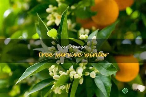 How To Keep Your Orange Tree Alive Through The Winter Season ShunCy