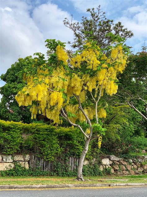 Golden Shower Tree Cassia Fistula All Parts Of This Tree Flickr