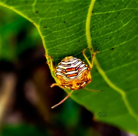 Our Beautiful Ladybug Larva Are Growing Up What Next Photography And Graphic Arts