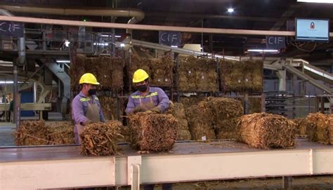 Proyección De La Producción Mundial De Tabaco Diario Tabaco Argentino