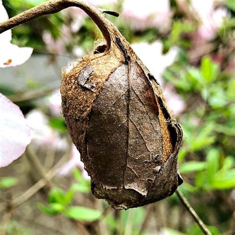 Moth Cocoon Antheraea Polyphemus Bugguidenet