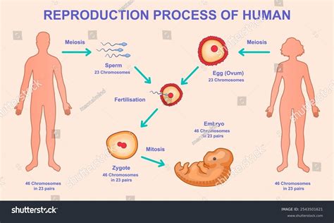 Biology Educational Chart Human Reproductive Process Stock Vector