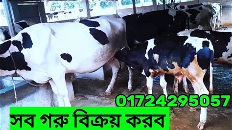 ফার্মের সব গরু বিক্রয় করবো গরুর ফার্ম Cow Jorge Agro Youtube