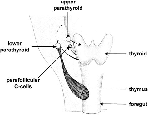 Preoperative Localization And Radioguided Parathyroid Surgery Journal