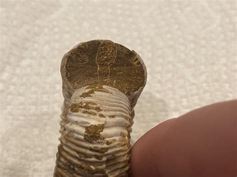 Is This A Fossil Or Something Else R Fossilhunting