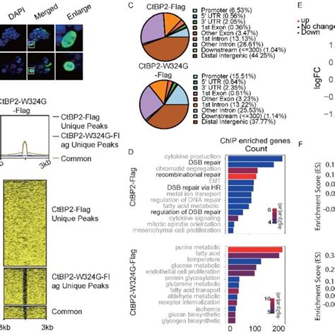 Characterization Of Ctbp Binding In Oc Cells A Nuclear Localization