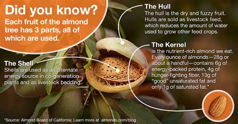 How Do Almonds Grow