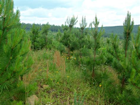 Arkansas Trees Only In Arkansas