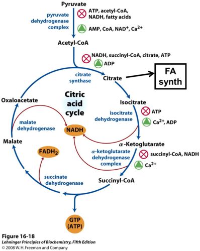 Tca Cycle Regulation And Glyoxylate Cycle Flashcards Quizlet