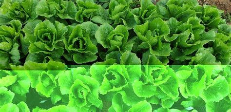 아시아종묘 양상추 신품종 개발에 박차