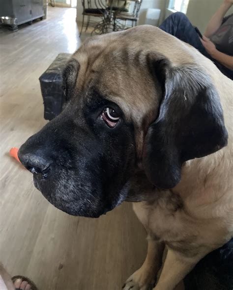 The Old Izzy Side Eye Scrolller