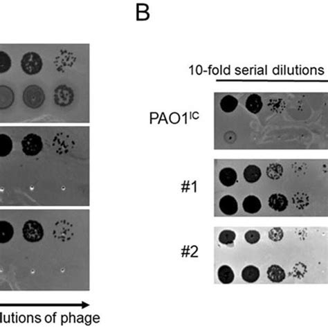 Phage Targeting Assays To Confirm Crispr Cas Functionality A