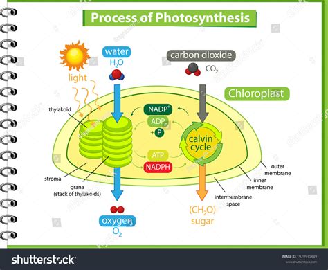 Diagram Showing Process Photosynthesis Plant Illustration Stock Vector Royalty Free