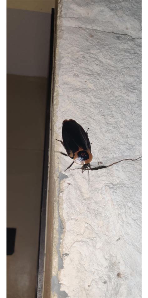 Is This A Cockroach Found In Mexico Rwhatisthisbug