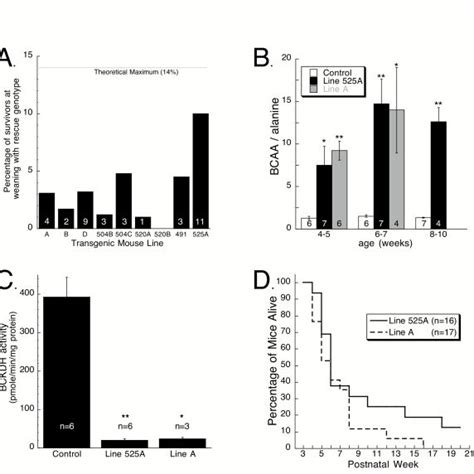Biochemical Characterization Of The Classic Msud Murine Model A Bckdh