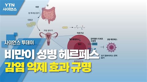 비만이 성병 헤르페스 감염 억제 효과 규명 Ytn 사이언스 Youtube