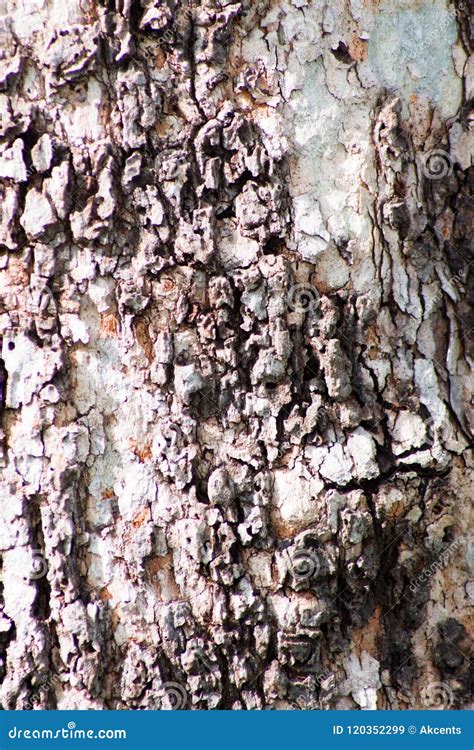 Textured And Peeling Tree Bark Repeating Pattern Stock Image Image