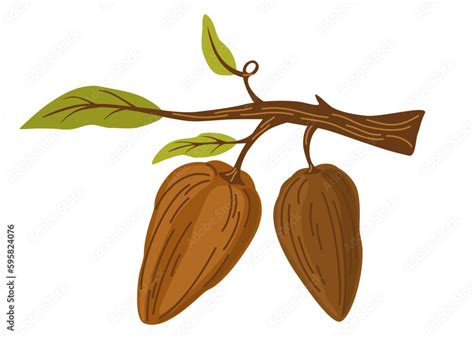 Chocolate Cocoa Beans Branch With Cocoa Beans And Leaves Perfect For