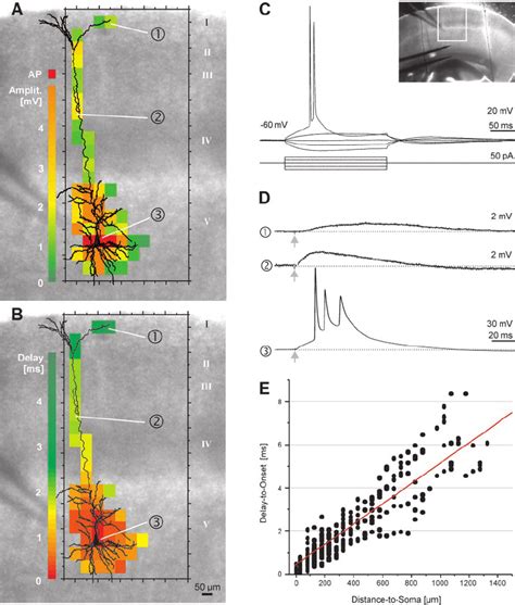 topographic maps of depolarization amplitude and delay to onset of