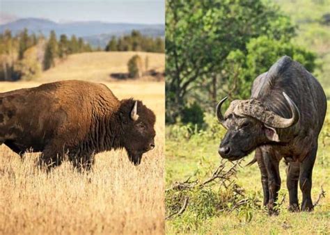 Buffalo Vs Bison 9 Differences Between 4 Species Storyteller Travel