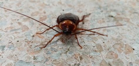 Oklahoma Insect Identification Guide 2023 The Gardening Dad