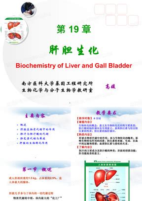 生化肝功能PPT模板下载 编号qpkvamxj 熊猫办公