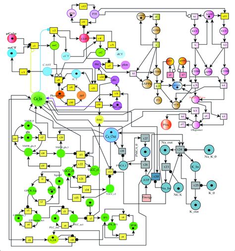 Spn Model Of The Cross Talk Network Of Calcium Homeostasis App