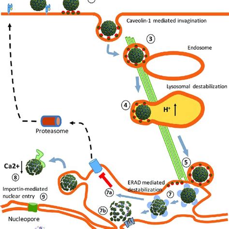 An Overview Of The Simian Virus 40 Sv40 Cell Entry Process 1