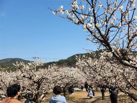 부산 기장매화원 매화명소 기장 가볼만한곳