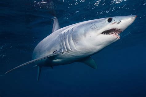 Sharks The Surprising Truth About Their Friendliness Noodls