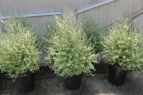Pittosporum Hedge Super Hedge Growth 15mths On Tall Healthy Screening