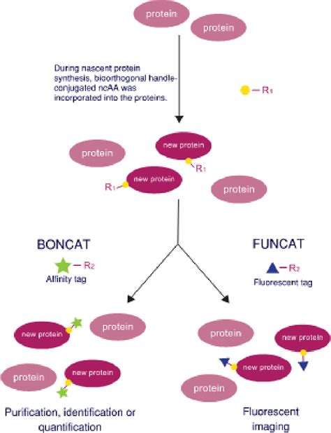 Workflows For Boncat And Funcat Actively Translating Cells Are